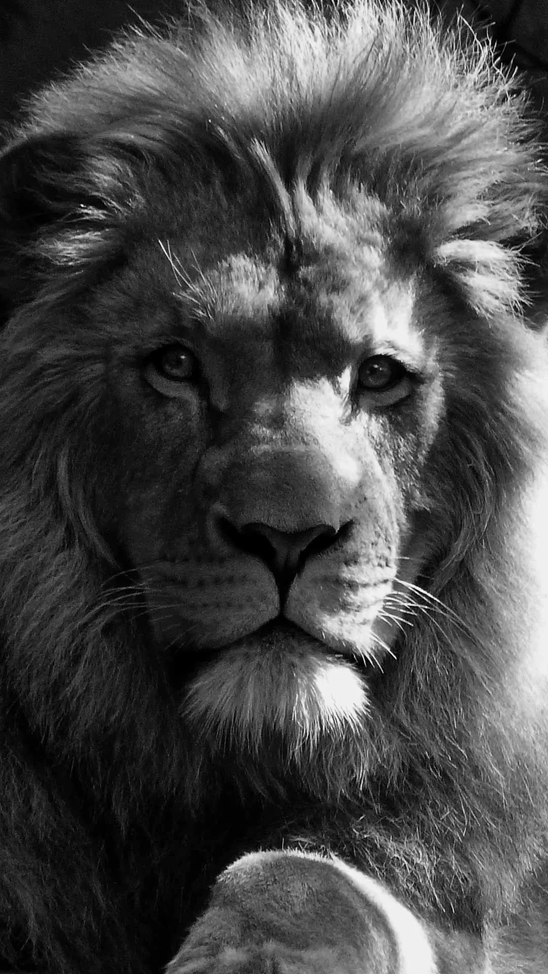 Лев картинка #3063 - Лев с огнем HD Lion Обои | HD-обои | ID № 58509 ...