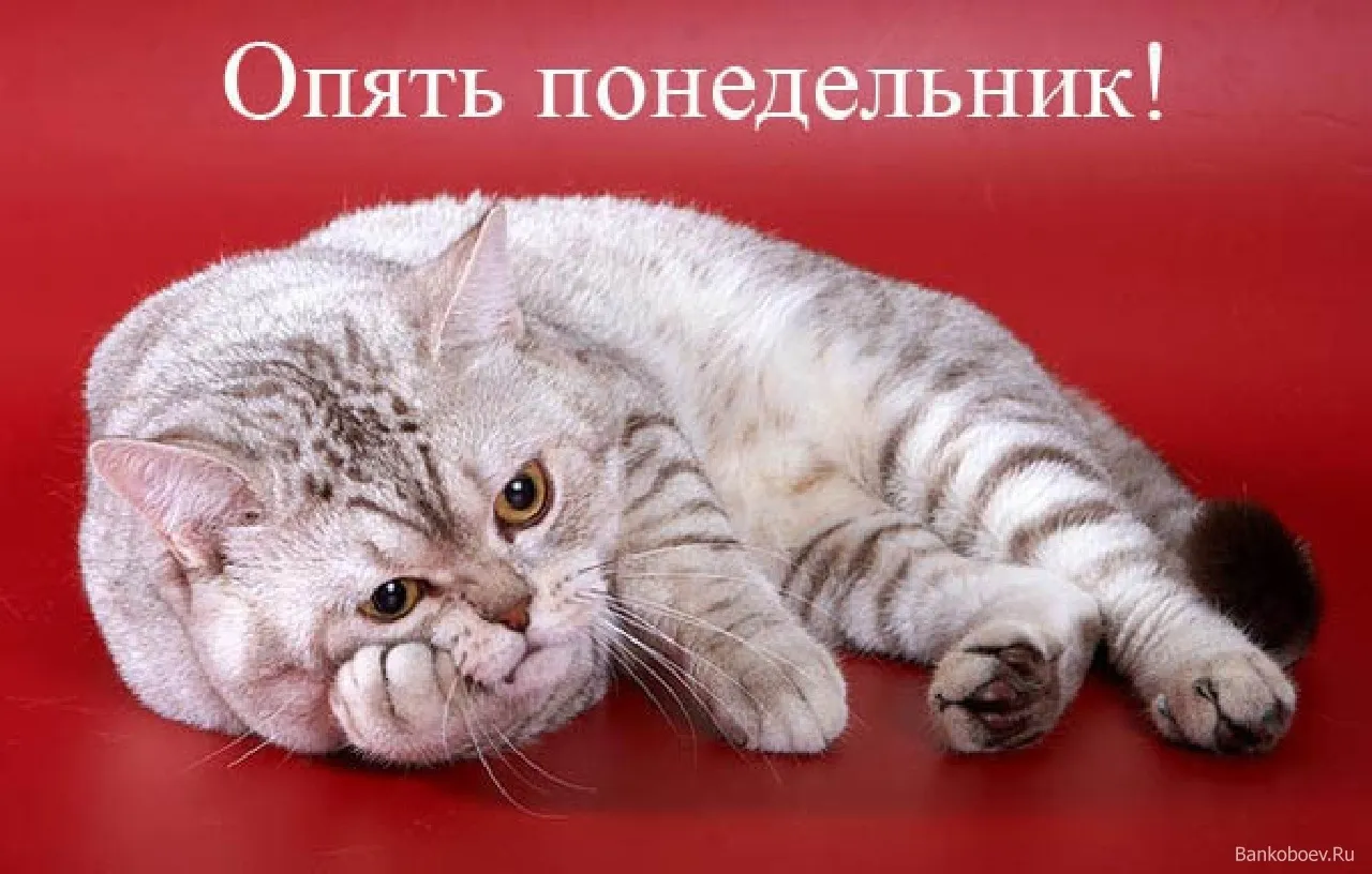 С приколами картинка #399038 - Обои с юмором на рабочий стол (60 обоев ...